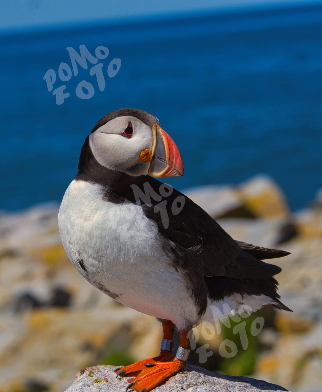 Up Close Atlantic Puffin Posing for the Camera, Wildlife Photography ...