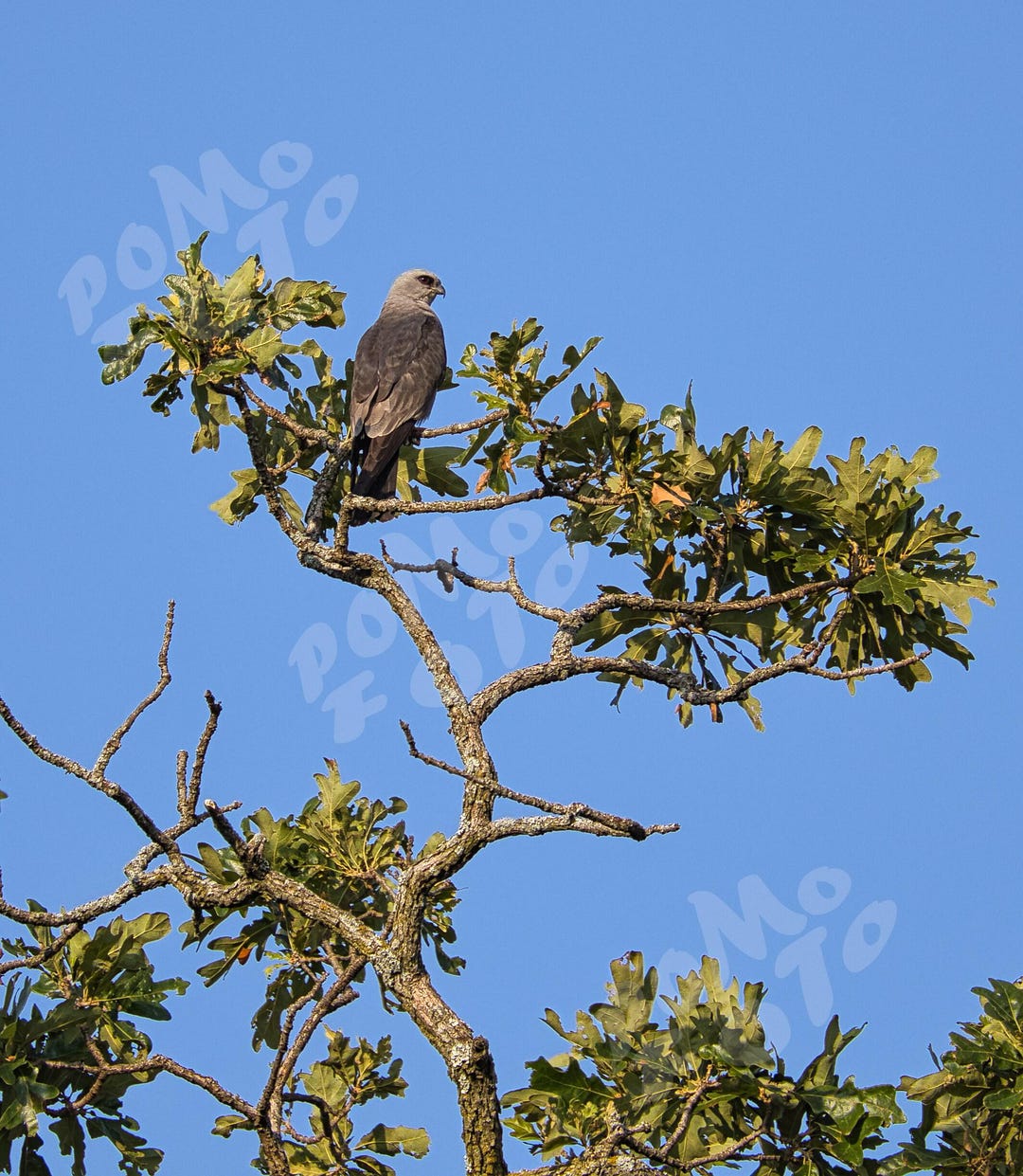 Mississippi Kite in an Oak Tree Nature Wildlife Photography Print Gray ...