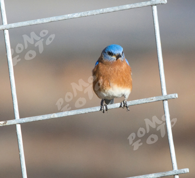 INSTANT DOWNLOAD Eastern Bluebird Sitting on a Fence Blue Bird Lover ...