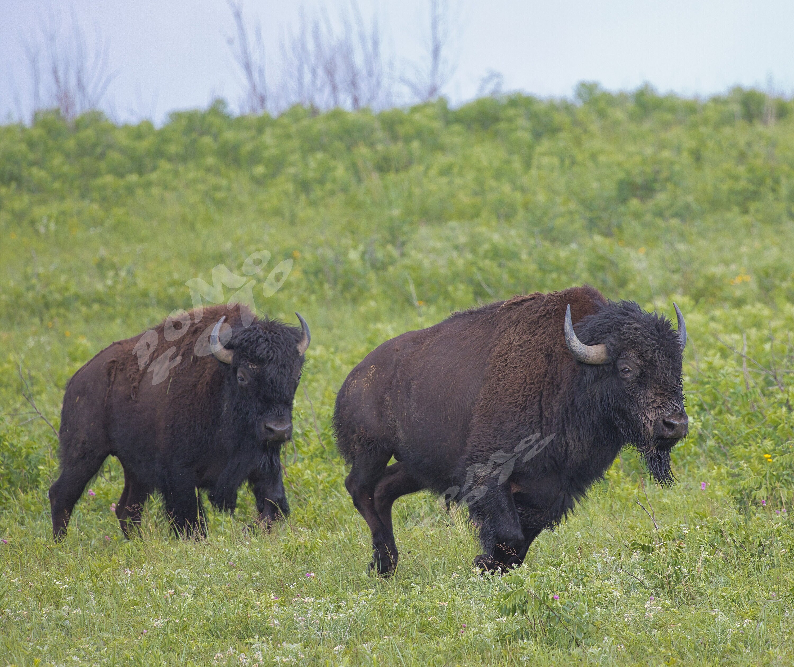INSTANT DOWNLOAD - Buffalo on a Morning Run After the Rain - Large ...