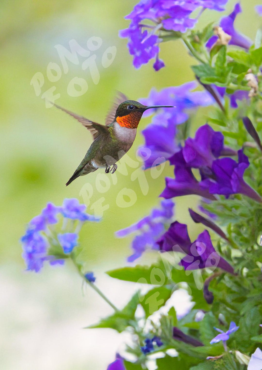 Male Ruby Throated Hummingbird Among Purple Flowers Nature Wildlife ...