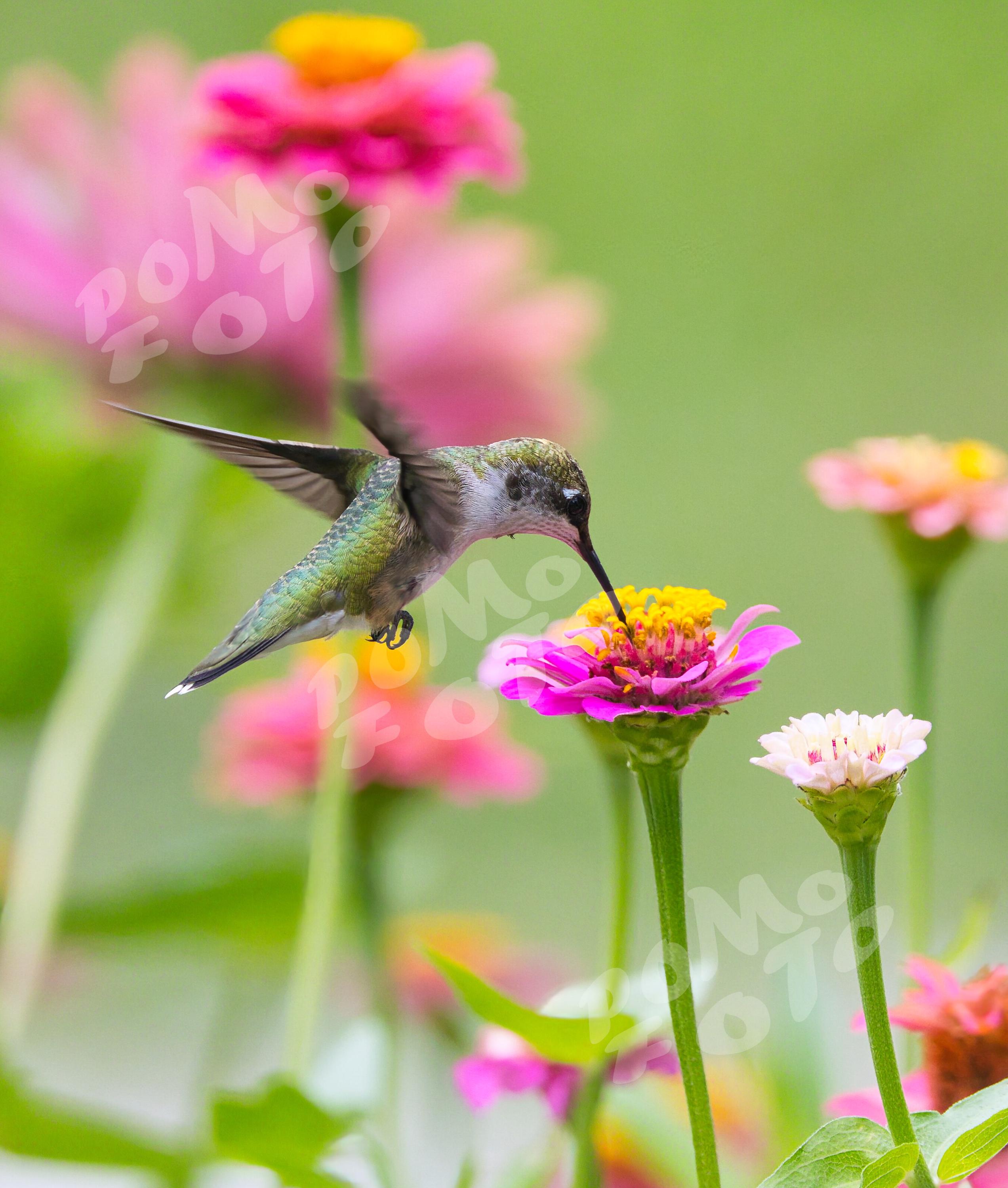 Ruby Throated Hummingbird Poking Zinnias Nature Wildlife Photography ...