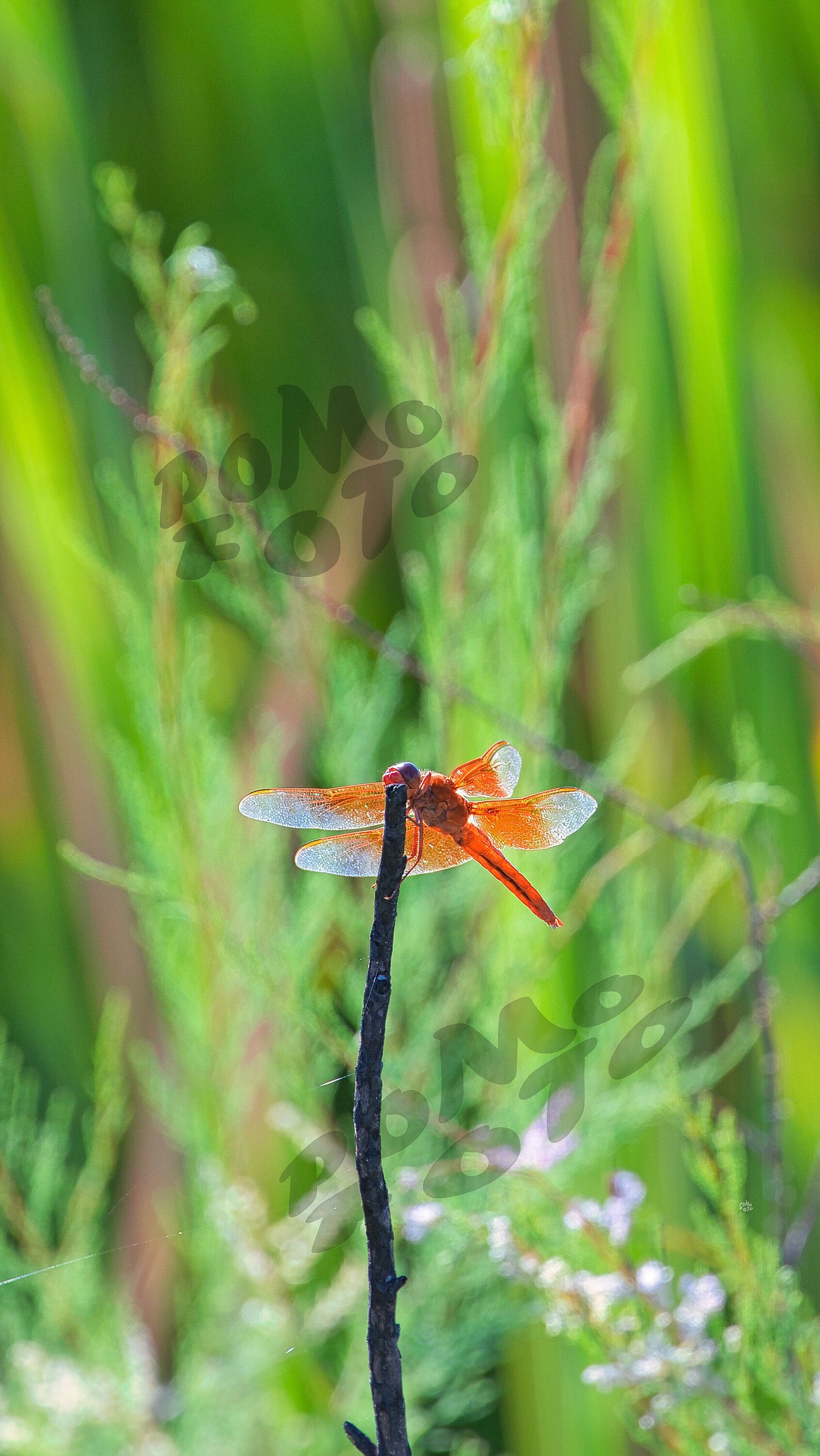 INSTANT DOWNLOAD - Flame Skimmer Dragonfly - New Mexico - Insect ...