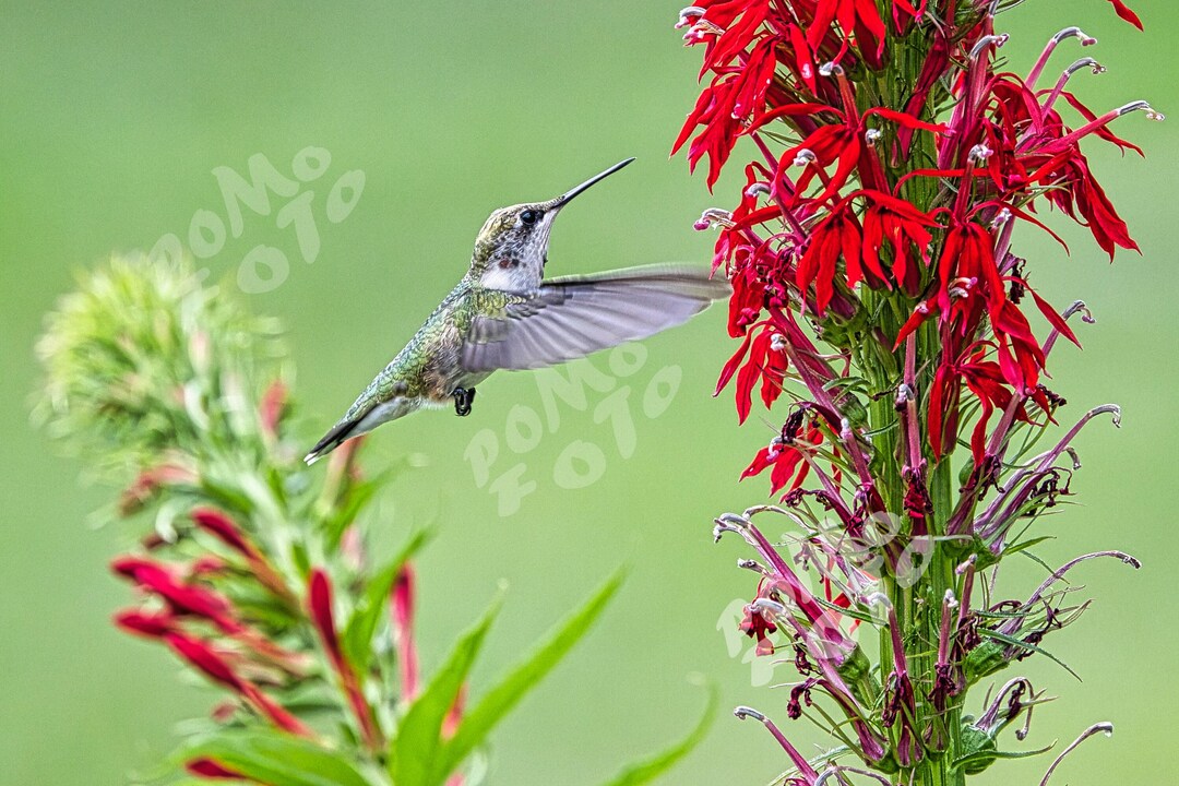 Hummingbird Between Cardinal Flowers Nature Wildlife Photography Print ...