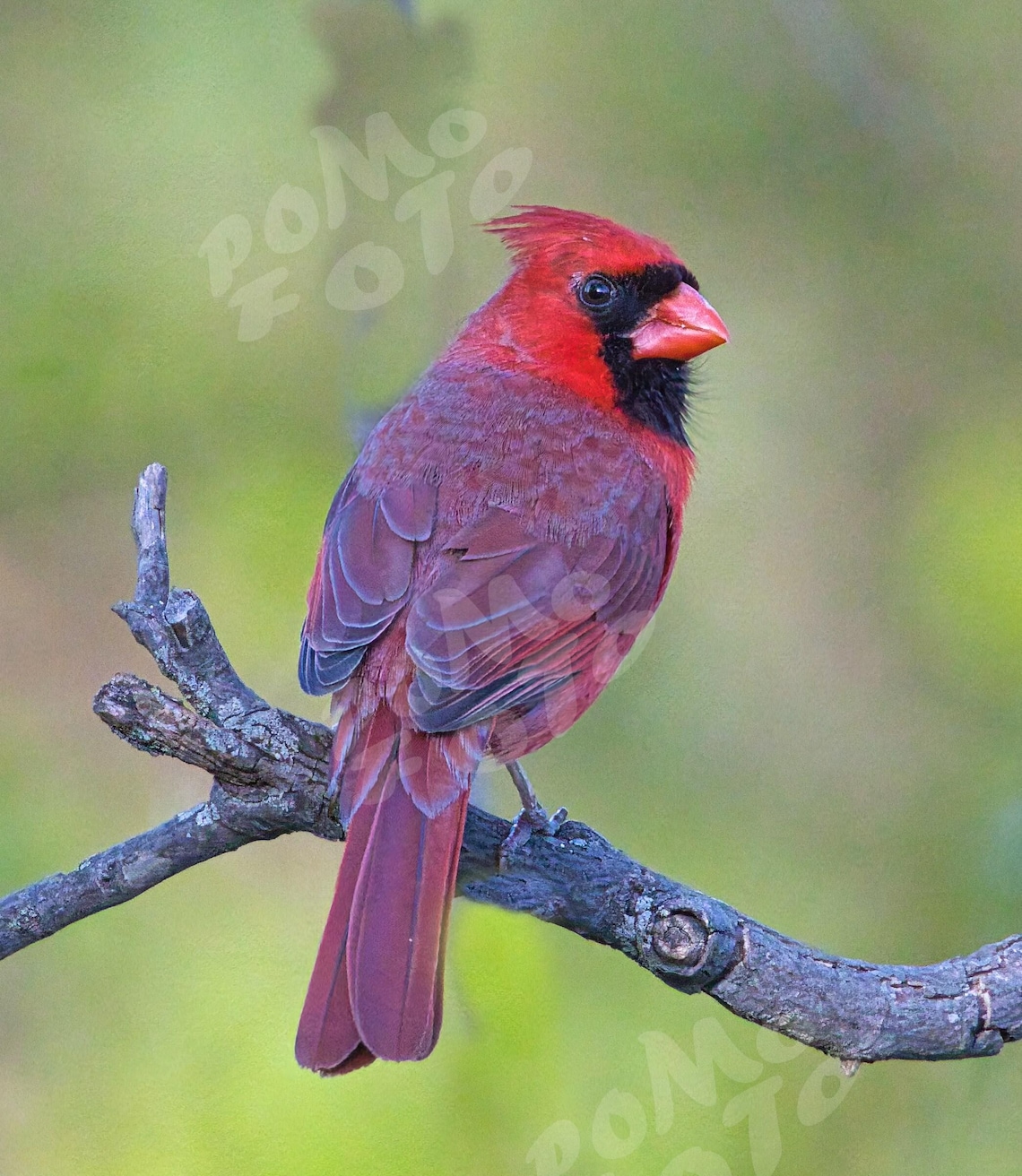 INSTANT DOWNLOAD Male Cardinal Printable Wall Art Digital Print Nature ...
