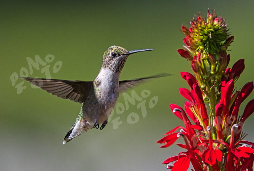 Hummingbird Looking at a Cardinal Flower Nature Wildlife Photography ...
