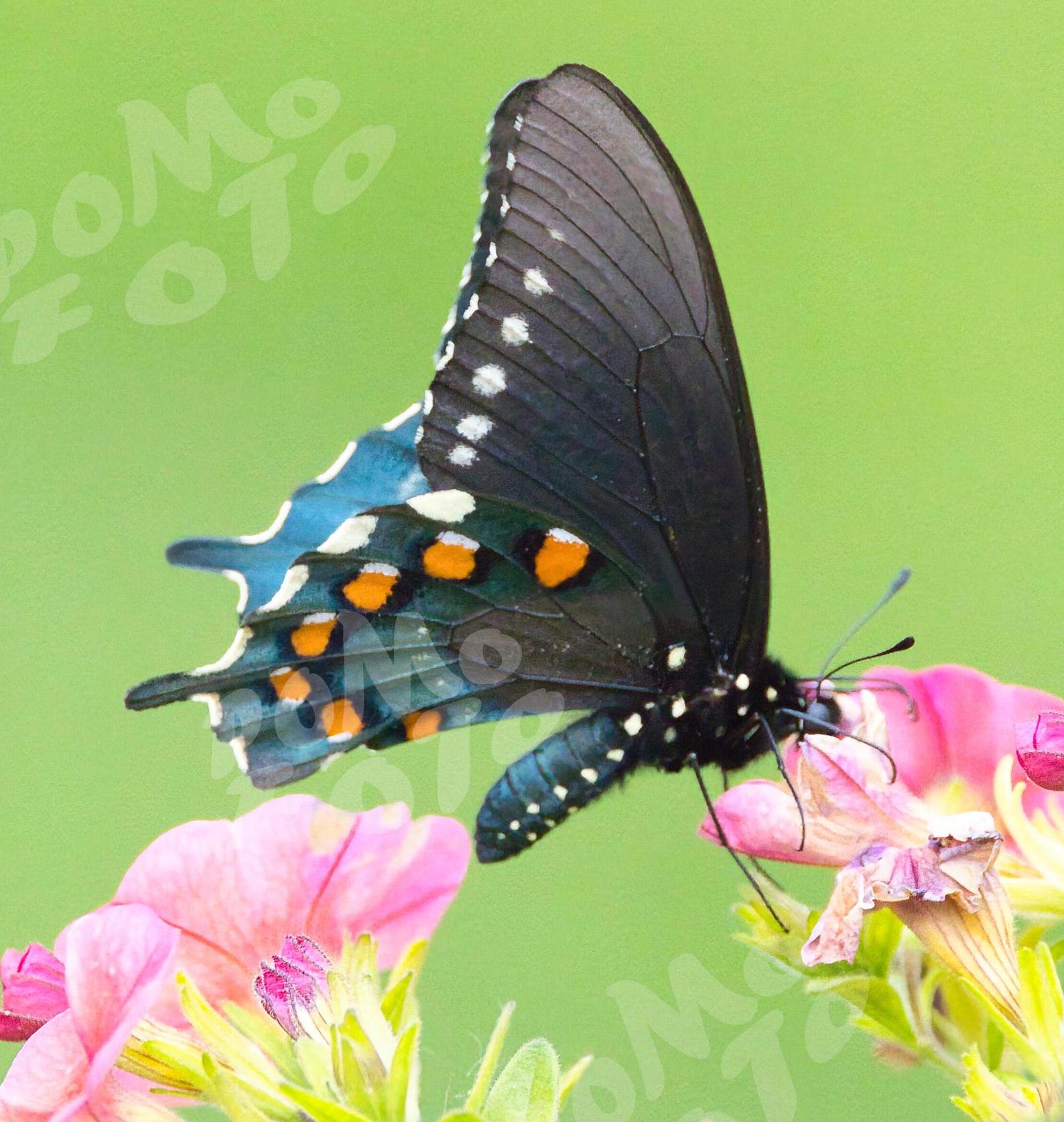 INSTANT DOWNLOAD Black Swallowtail Butterfly on Pink Flowers Printable ...