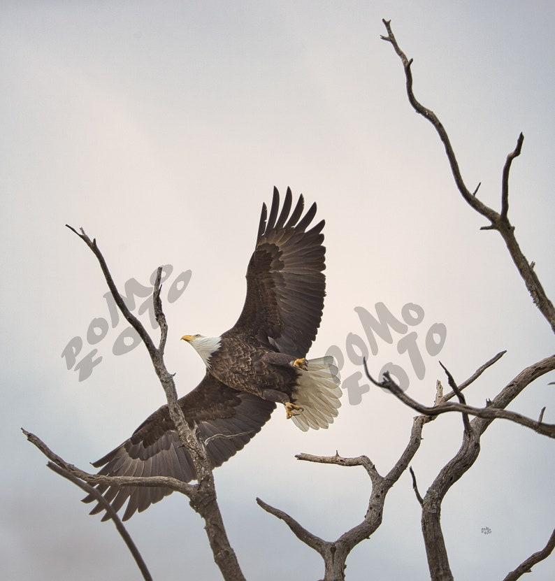 Bald Eagle Taking off in Flight Print - Wall Art - Giclee - Fine Art ...