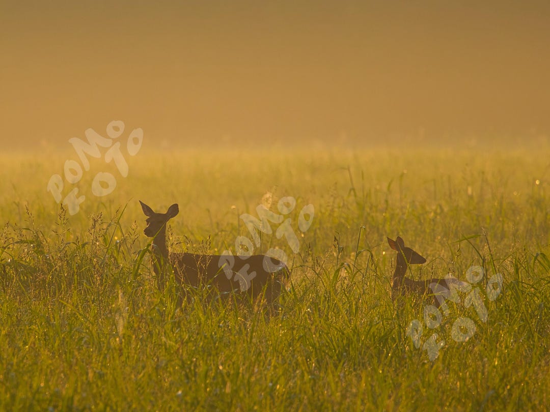 Doe and Fawn in the Morning Mist Nature Wildlife Photography Print ...
