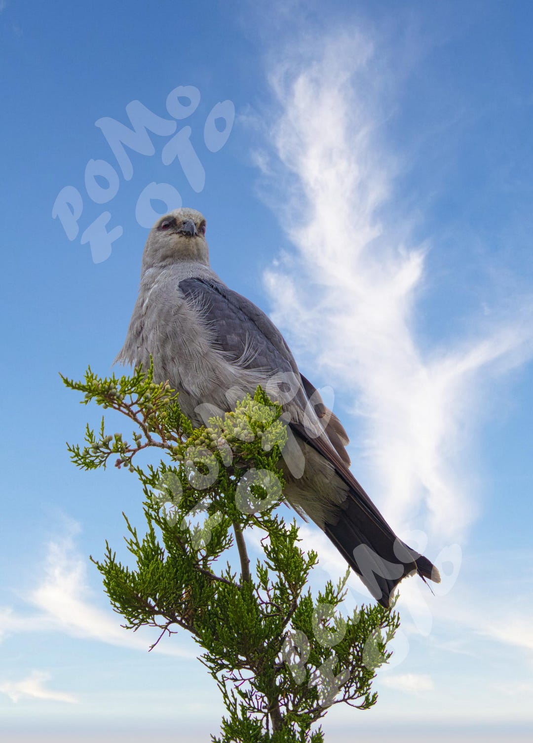 Mississippi Kite in an Evergreen Tree Nature Wildlife Photography Print ...