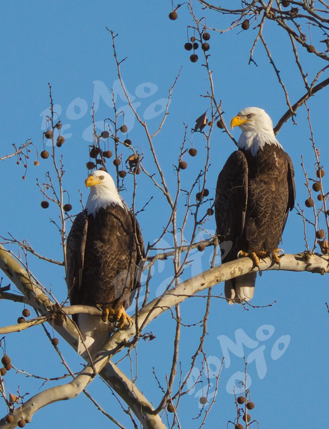 INSTANT DOWNLOAD A Pair of Bald Eagles in a Sycamore Tree Bird Lover ...