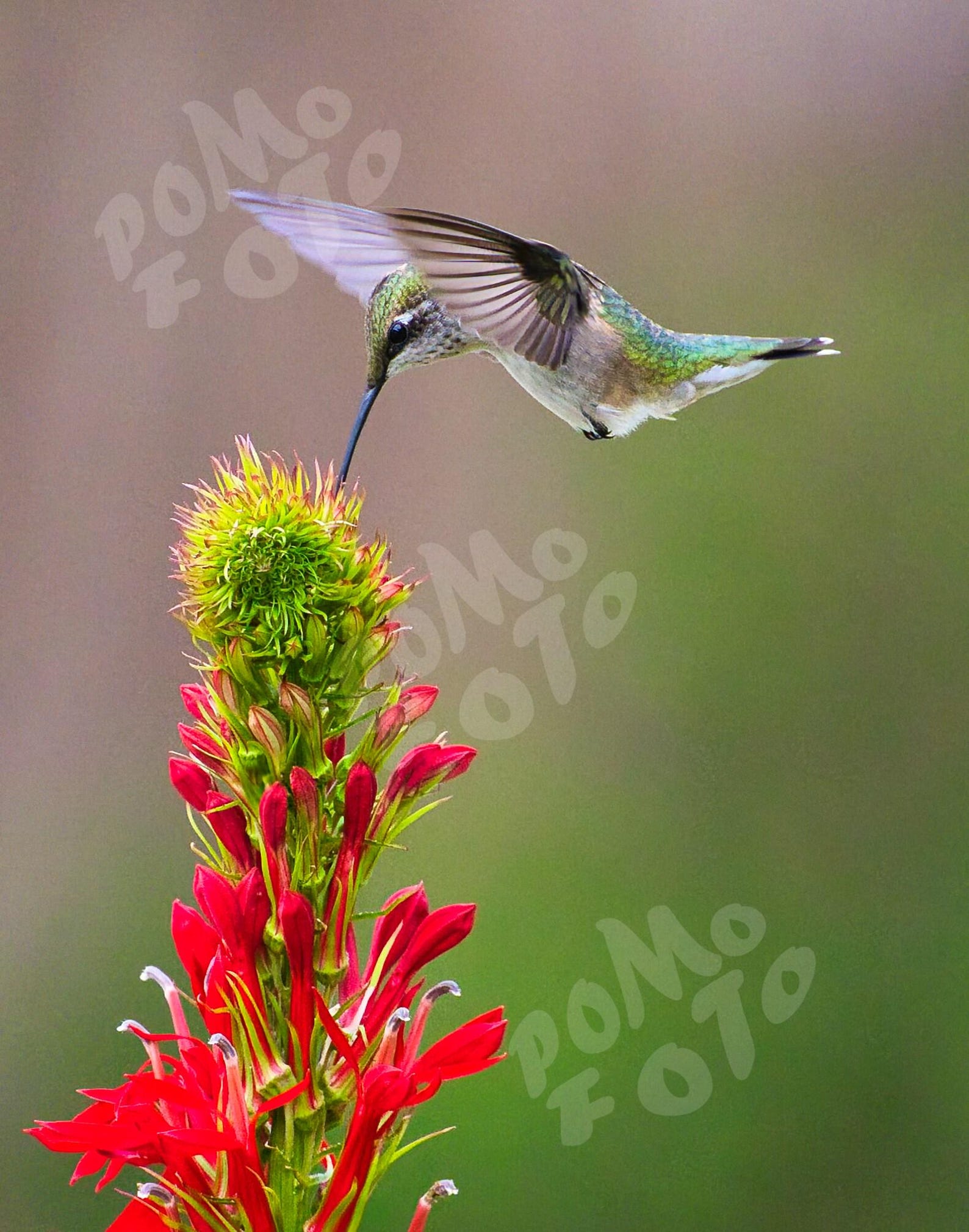 Ruby Throated Hummingbird Poking at a Cardinal Flower Nature Wildlife ...