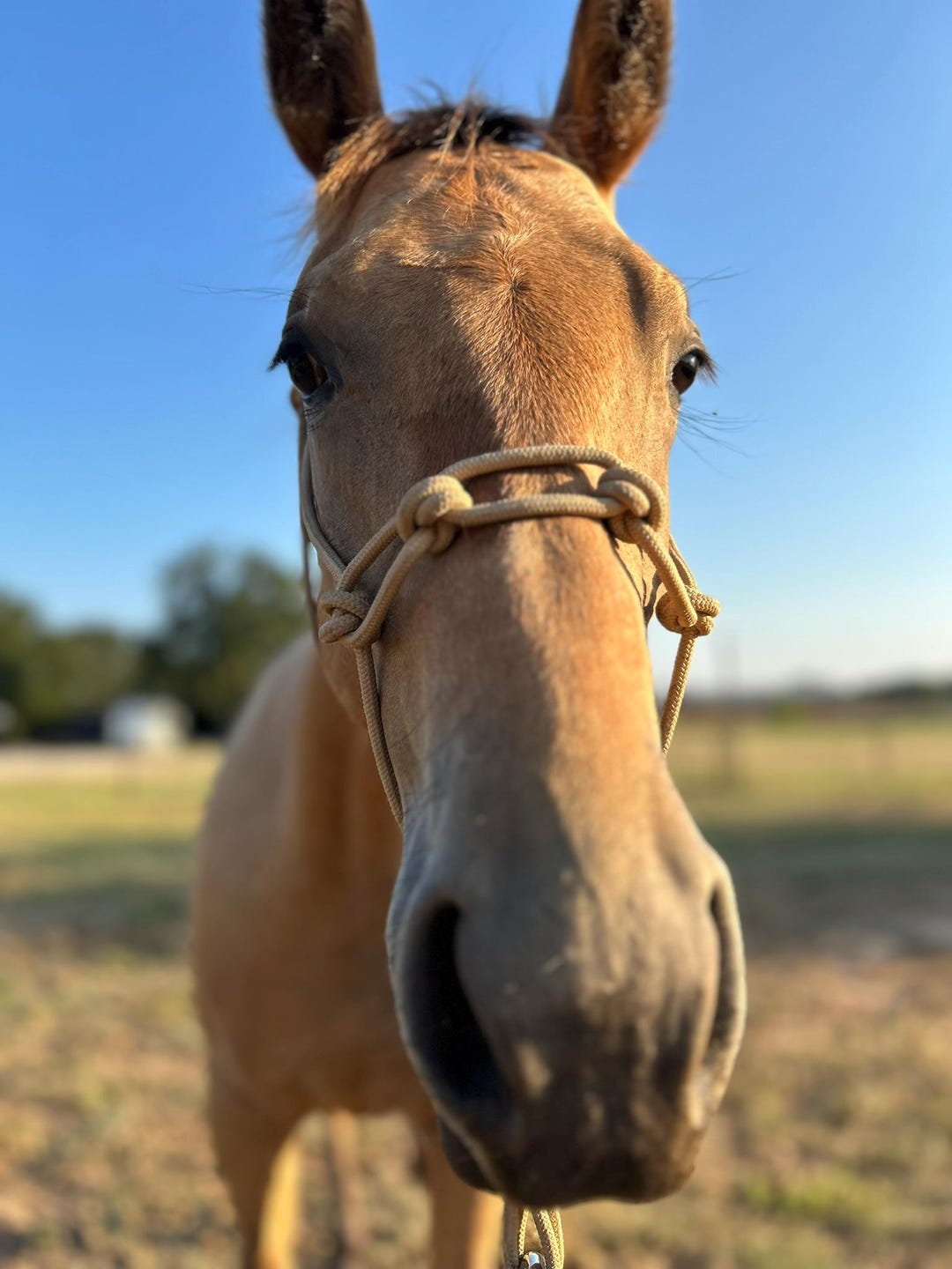 Four Knot Diamond Halters (equine)-6 Different Colors! - Etsy