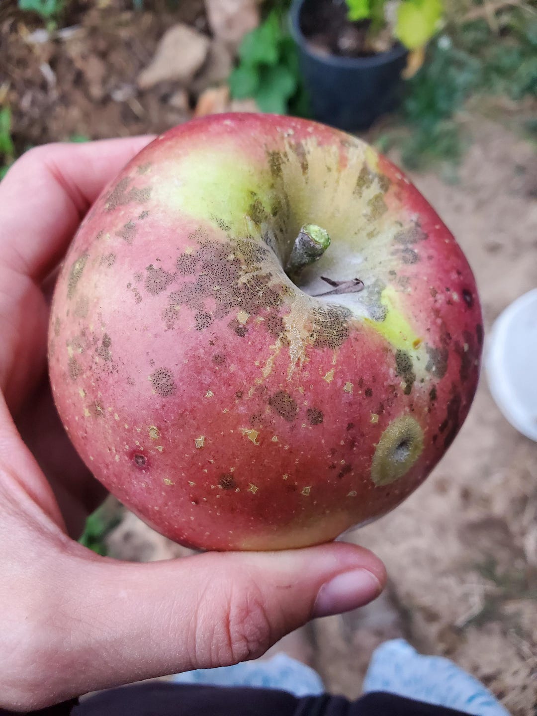 Apple Scionwood - Etsy