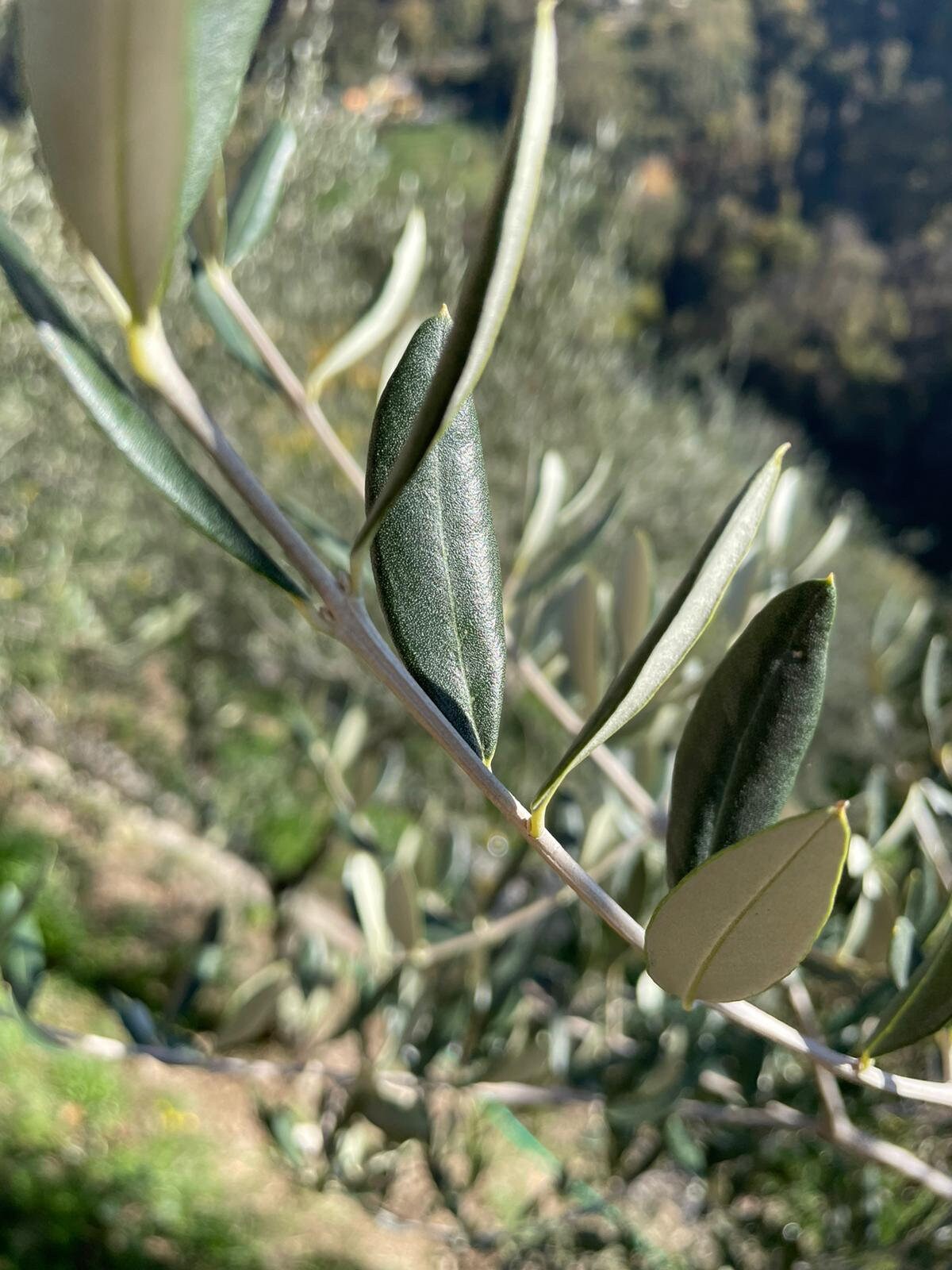 1000g Tuscany Fresh Olive Leaves Fresh Organic Leaves - Etsy UK