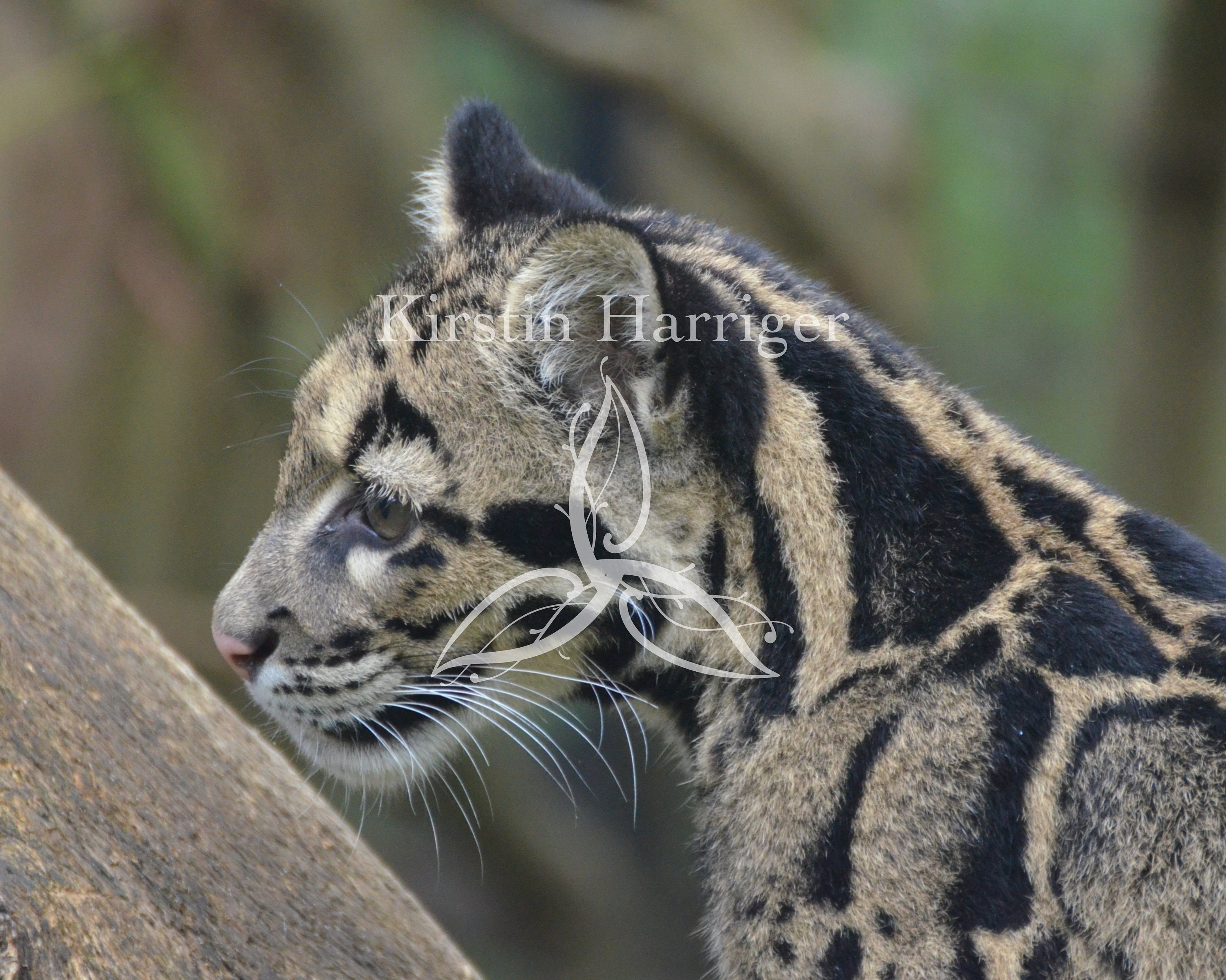 Clouded Leopard Face