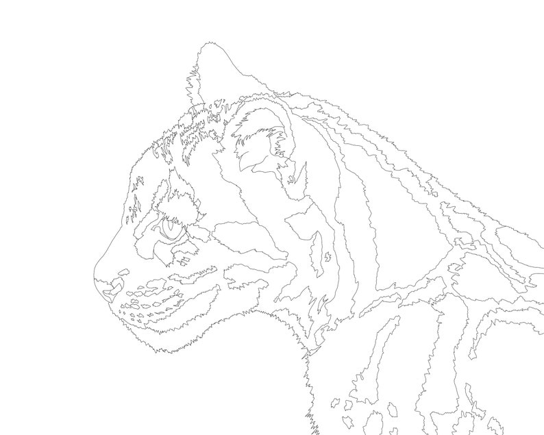 Clouded Leopard Traceable and Reference Photo Download Printable - Etsy