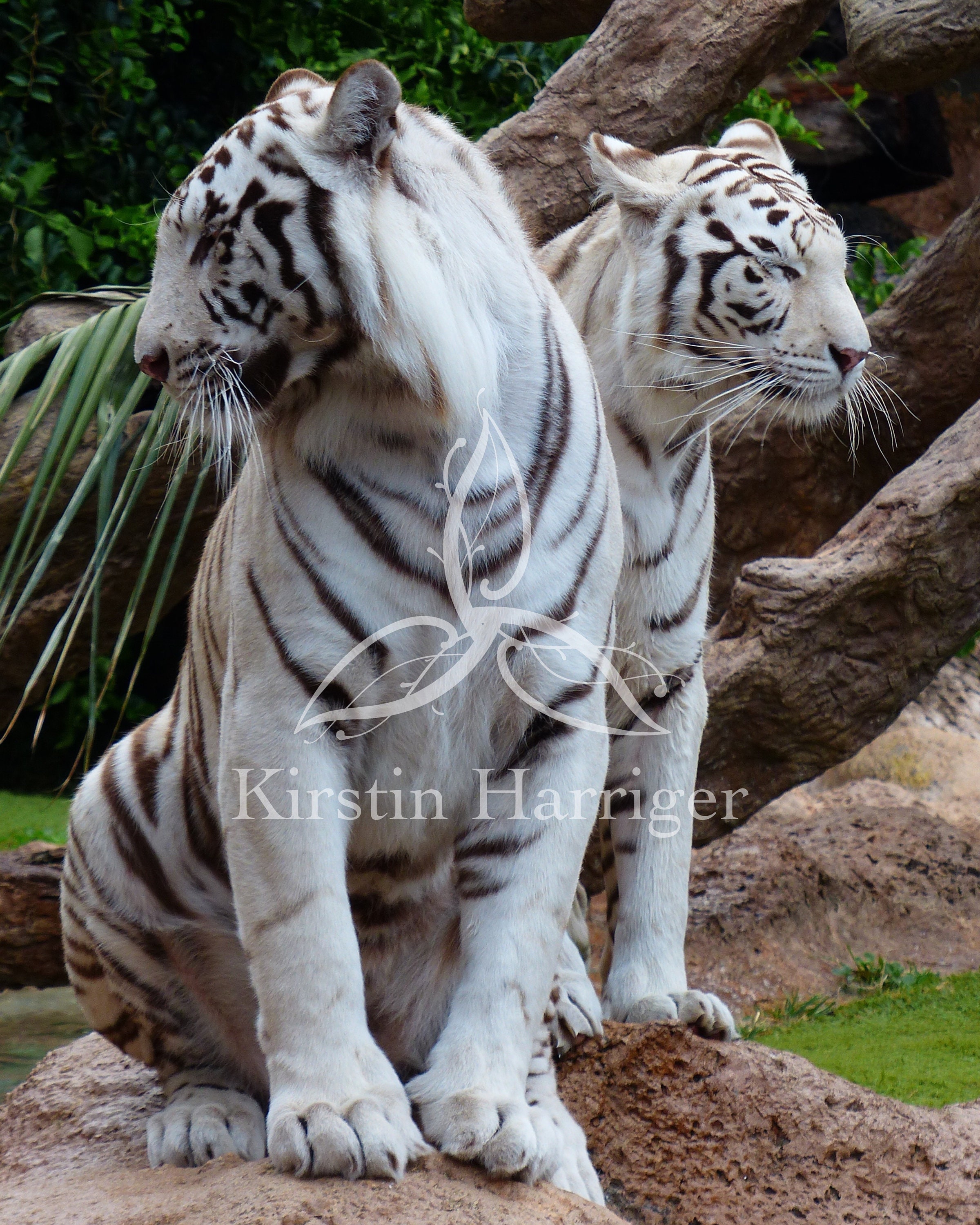 Female White Tiger