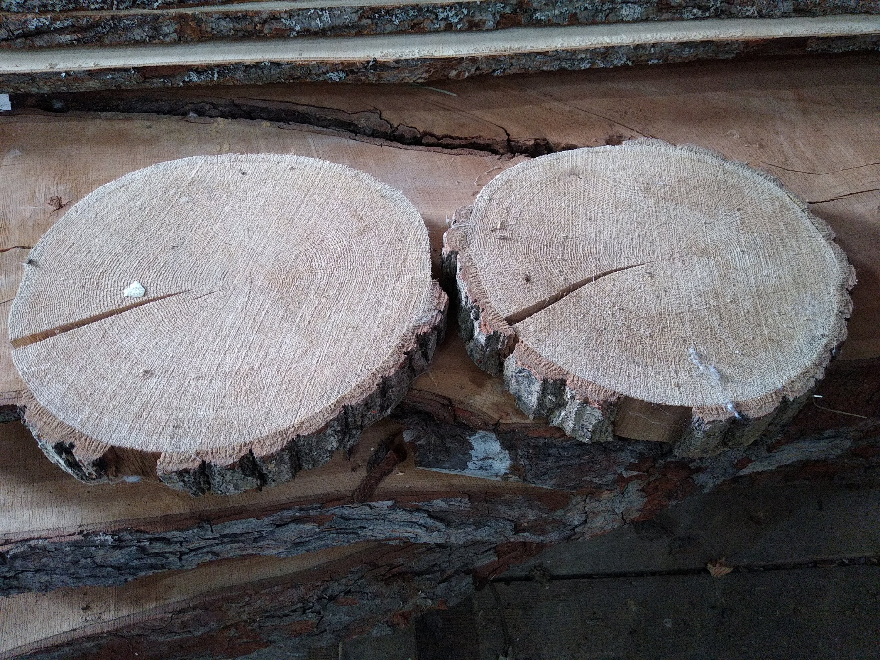Rustic Tree Rounds and Circles With Live Bark Edges - Various Sizes ...