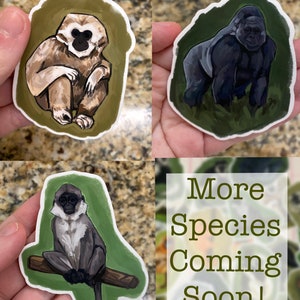 Primate Species Sticker / Vinyl Sticker / Laptop Sticker / Monkey ...