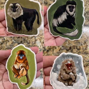 Primate Species Sticker / Vinyl Sticker / Laptop Sticker / Monkey ...