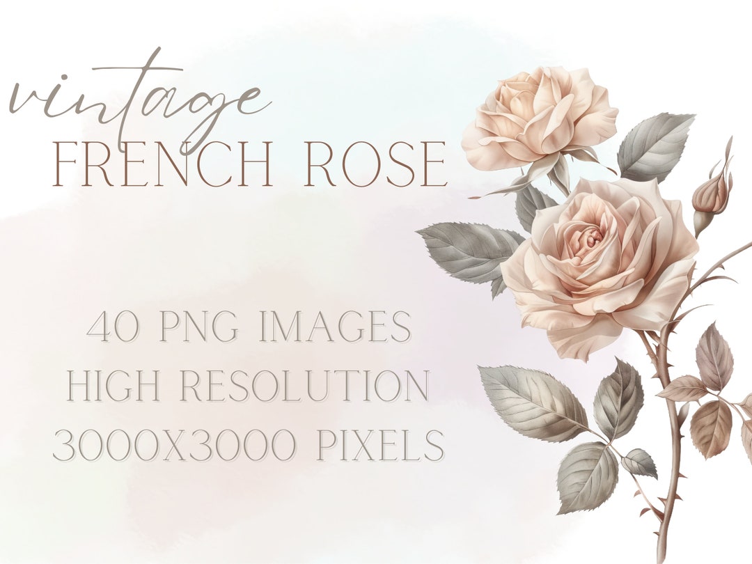 French Rose Vintage French Rose Vintage Rose Vintage Floral Retro ...