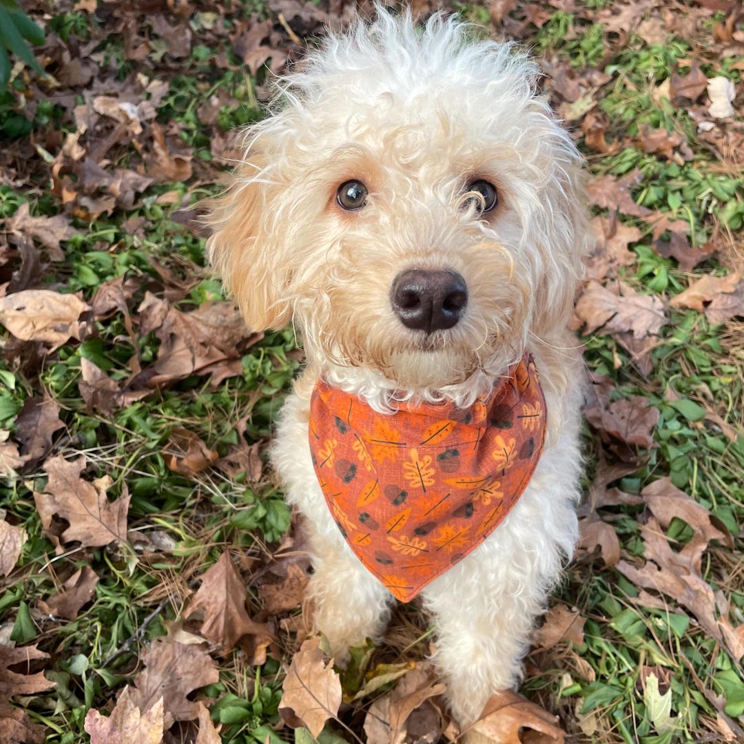 Dog Bandana - Fall/autumn - Etsy