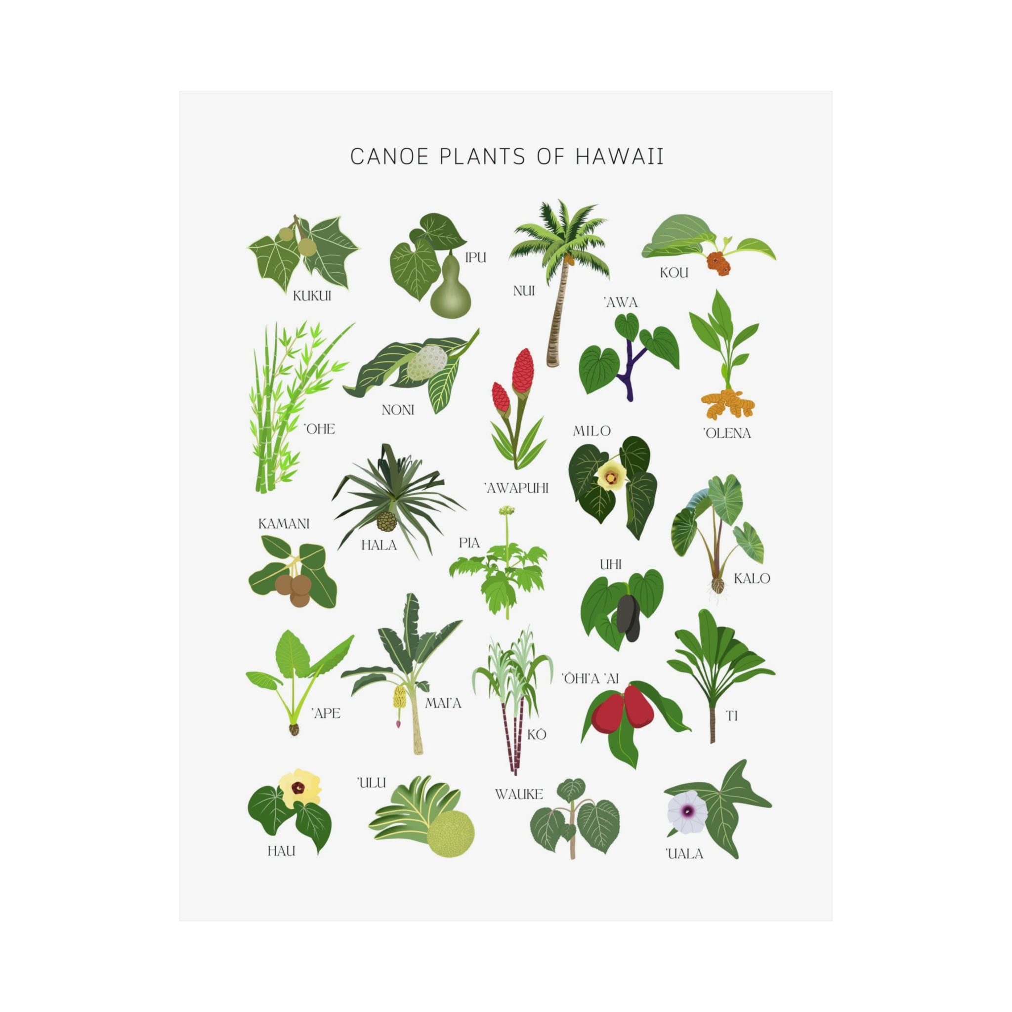 Canoe Plants of Hawaii Premium Matte Poster, 'Ōlelo Hawai'i, Hawaiian ...
