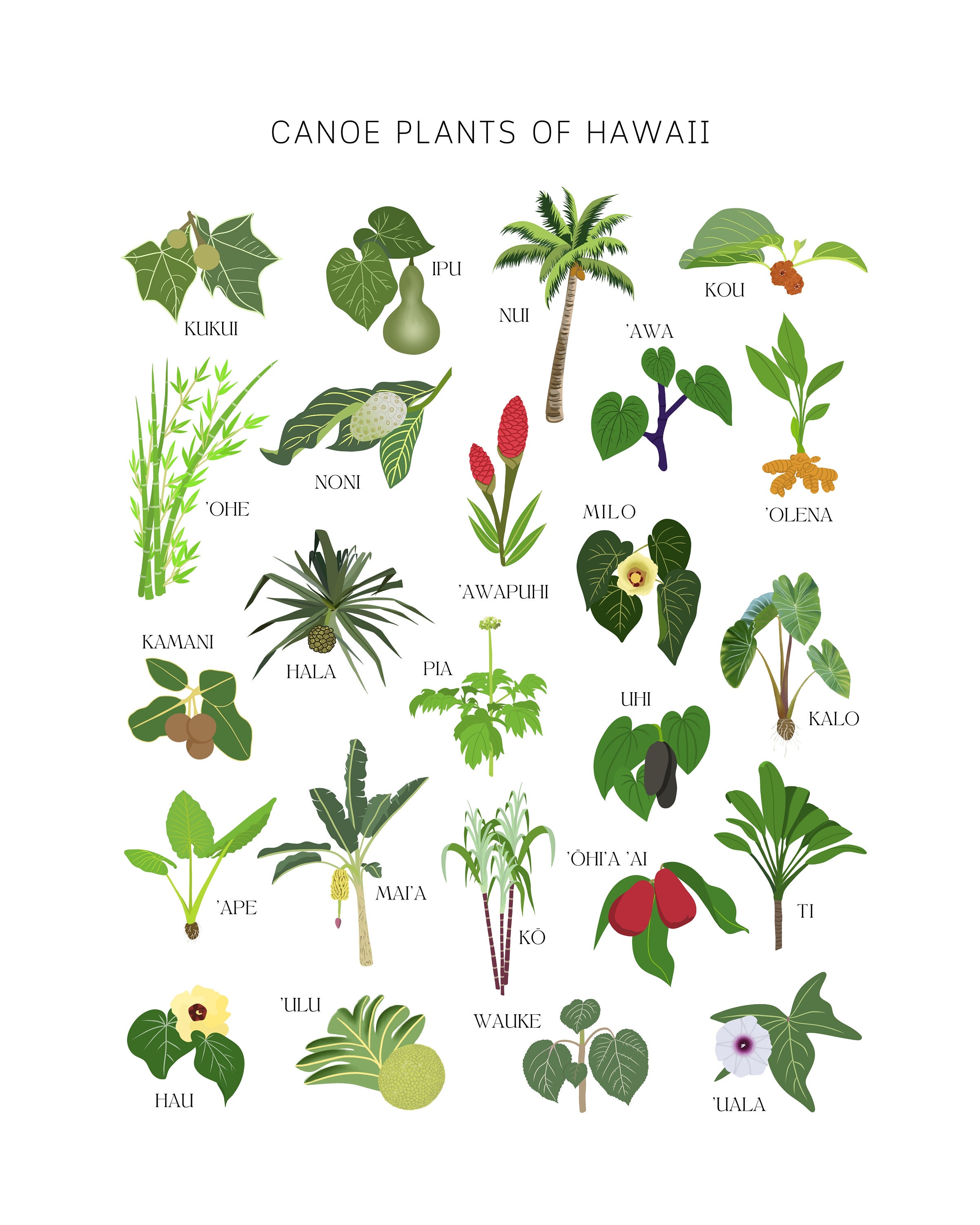 Canoe Plants of Hawaii Poster, Digital Print, 'Ōlelo Hawai'i, Hawaiian ...