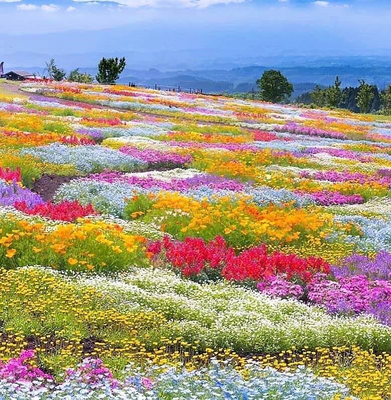 Pick Backgrounds for Your Picture You Grand Old Opry You Standing in ...