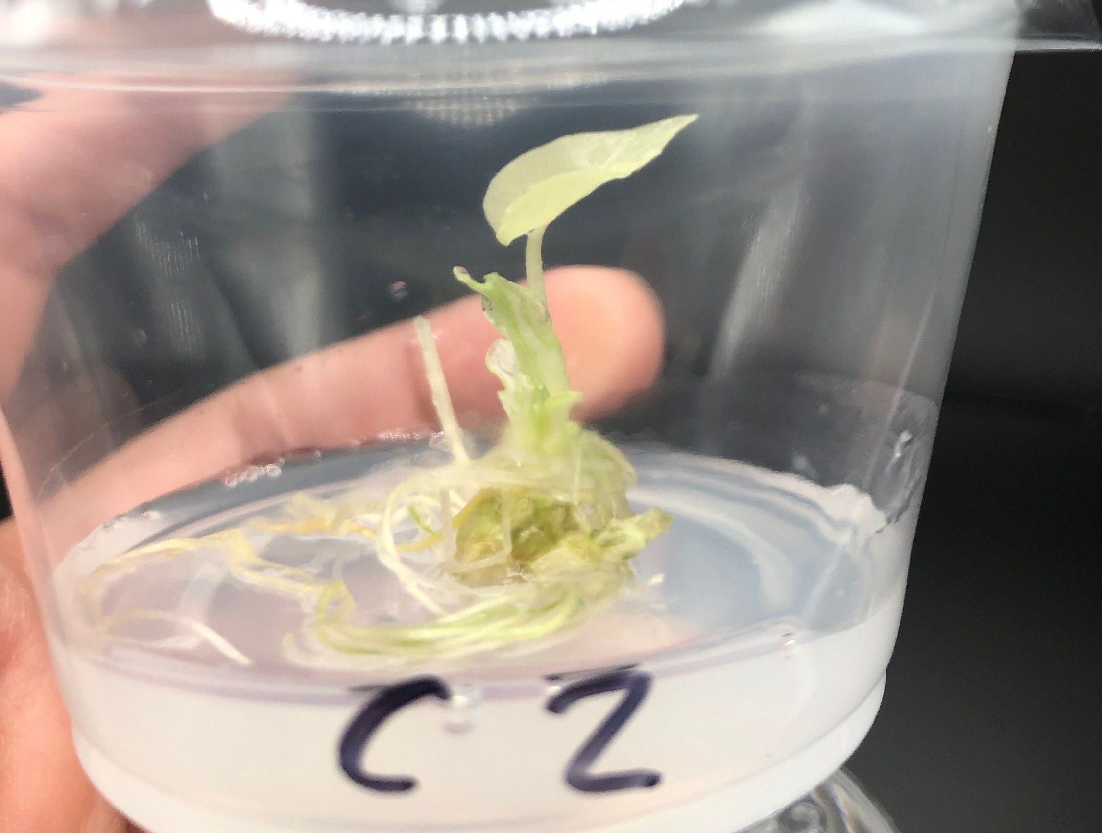 Tissue Culture Alocasia Albo Variegated Frydek Baby Seeding - Etsy