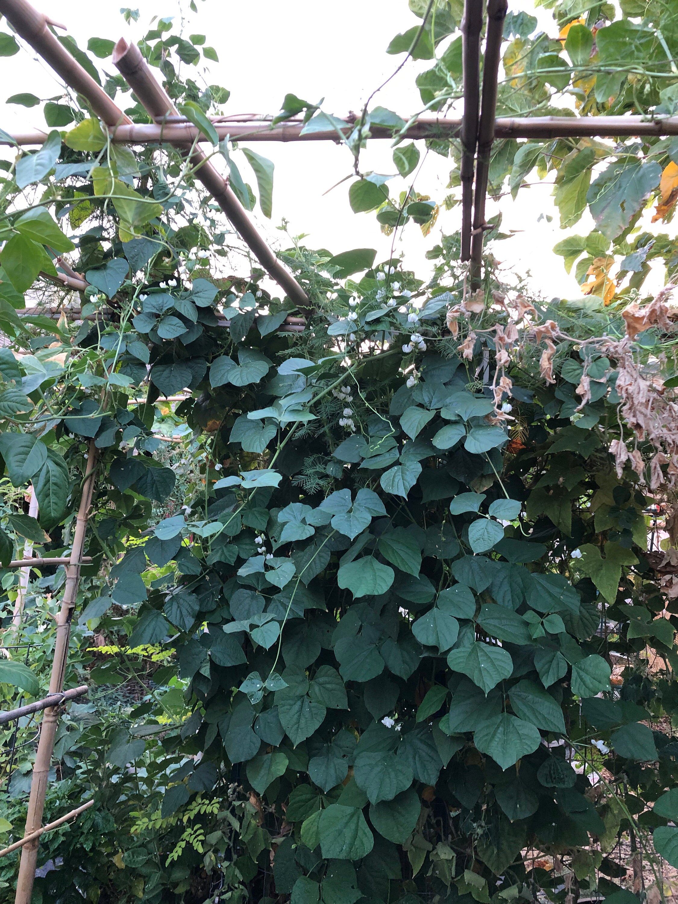 Field/broad Beansval Papdi 5 Seeds - Etsy