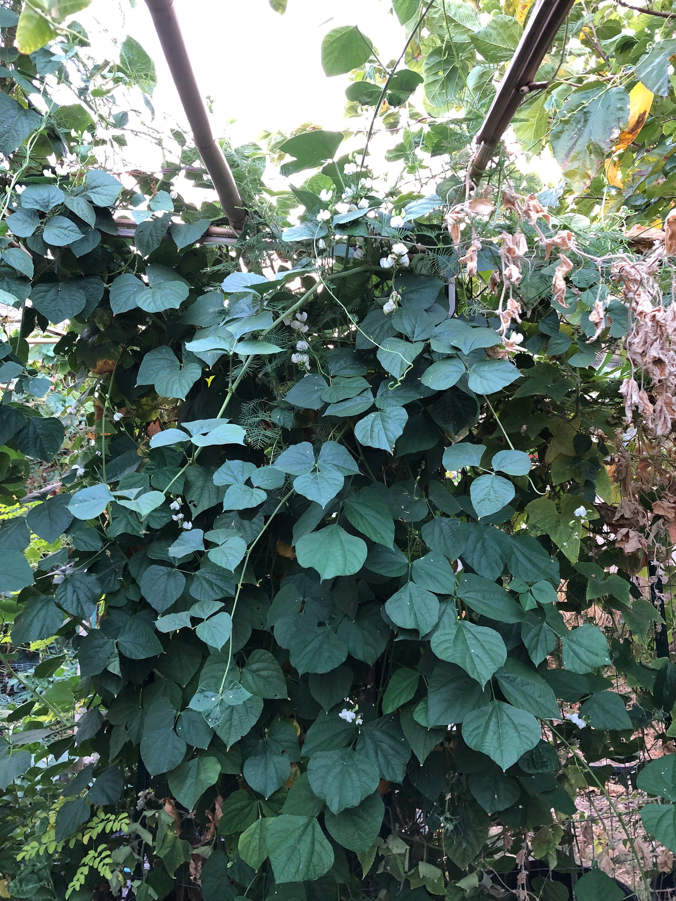 Field/broad Beansval Papdi 5 Seeds - Etsy