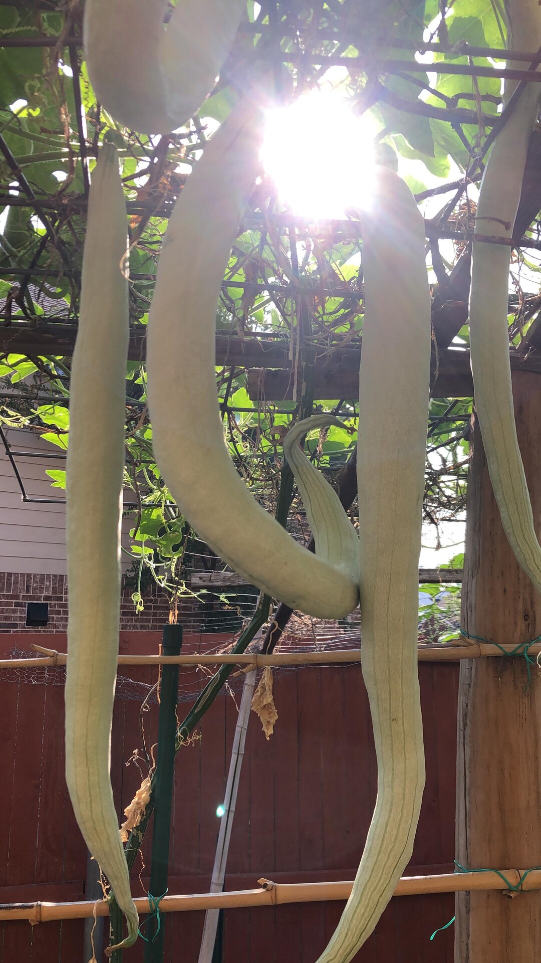 Snake Gourd Seeds 8 - Etsy