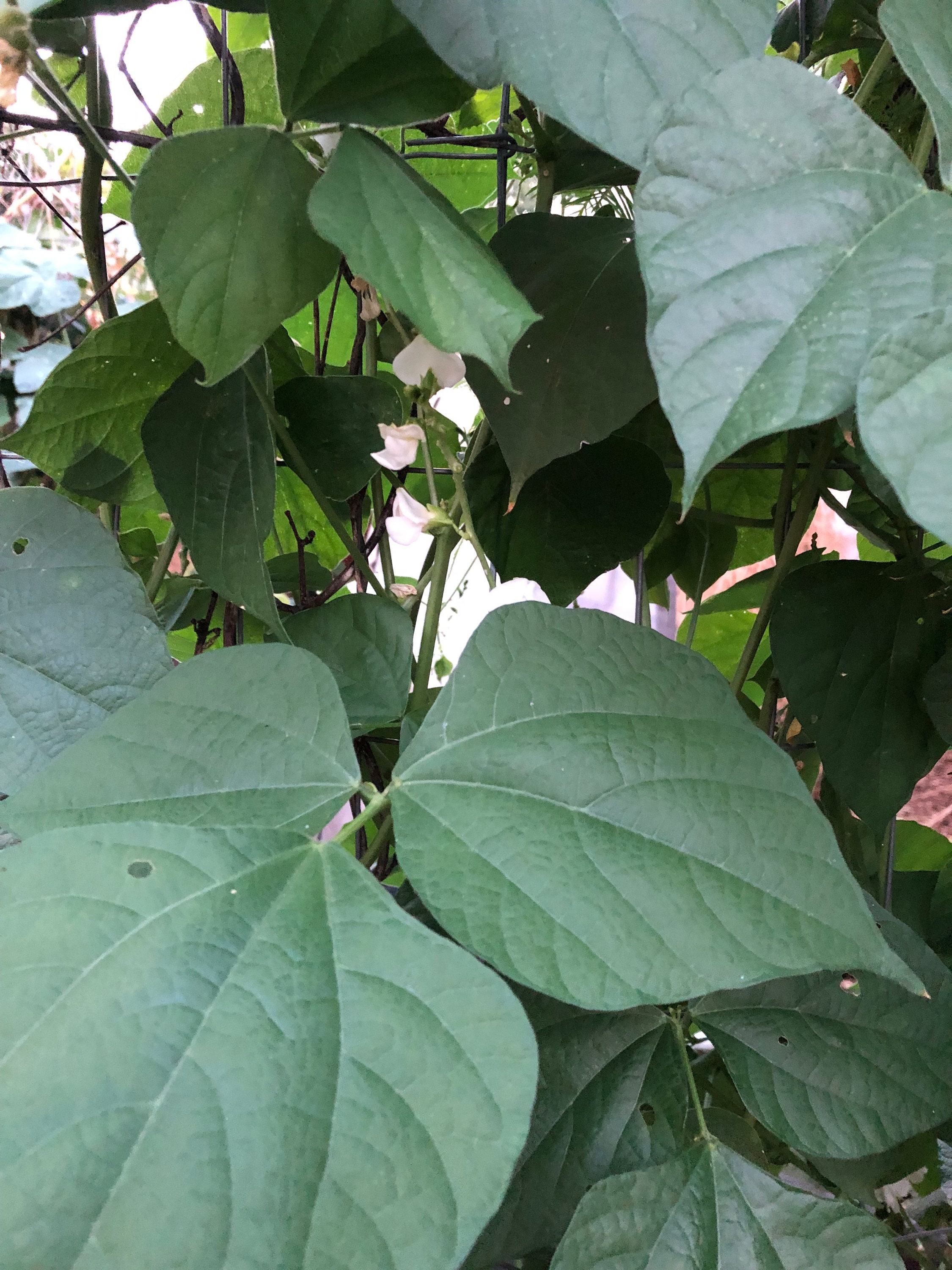 Field/broad Beansval Papdi 5 Seeds - Etsy