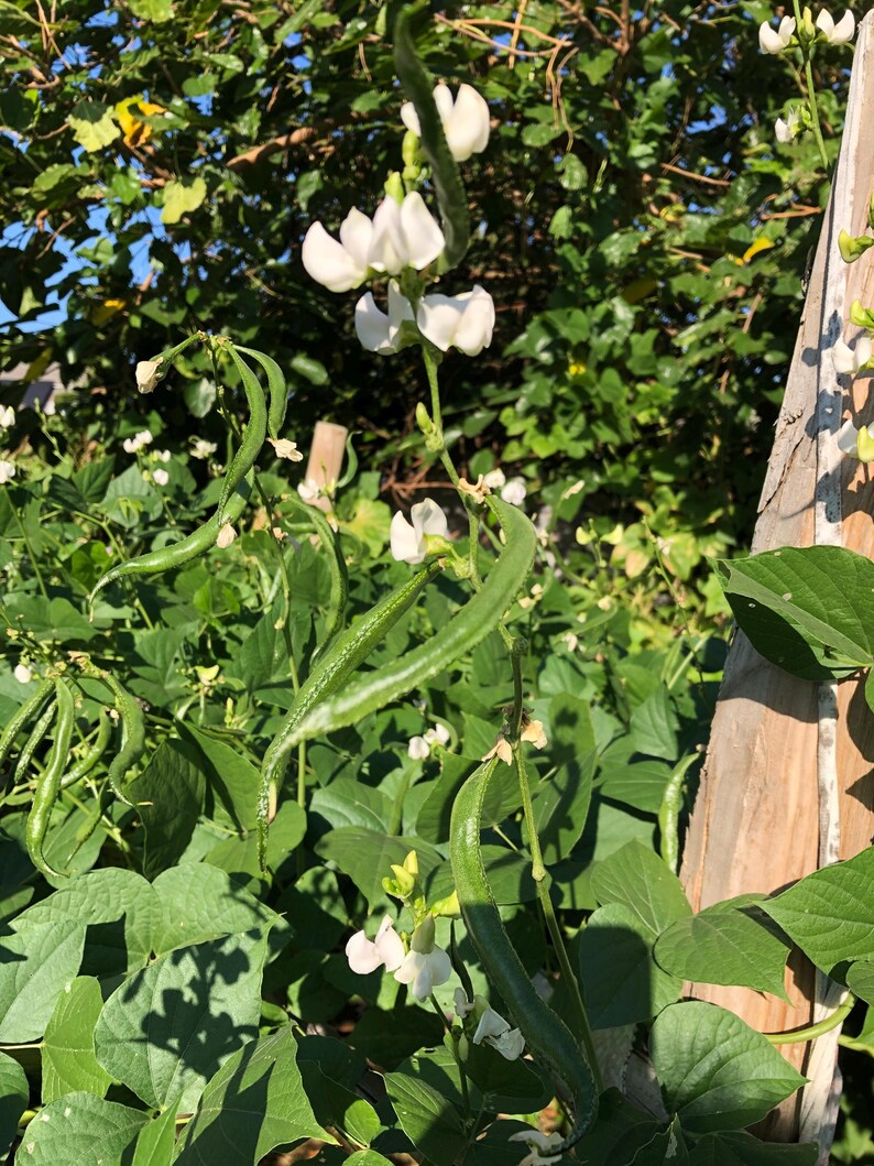 Indian Valor Beans - 10 Seeds - Etsy