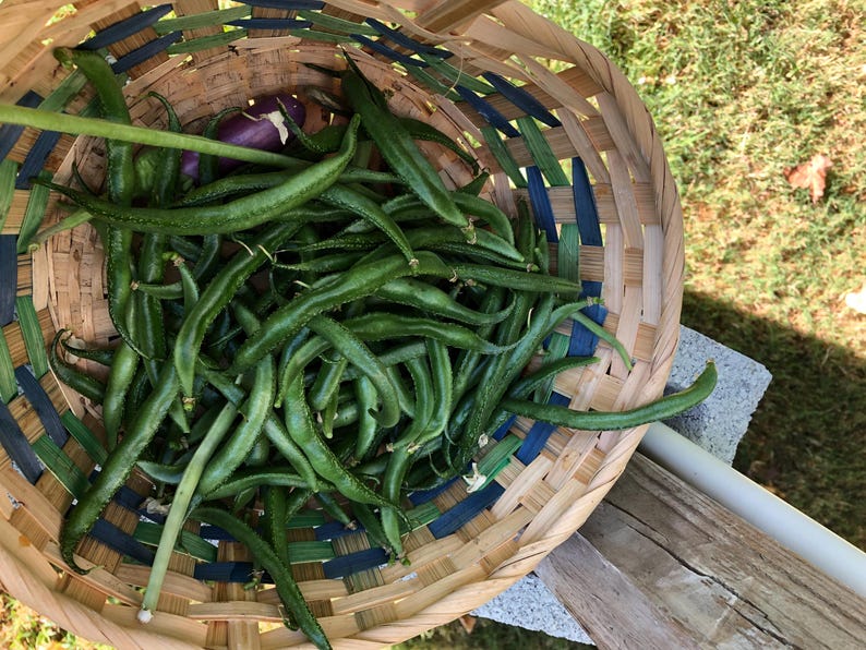 Indian Valor Beans - 10 Seeds - Etsy