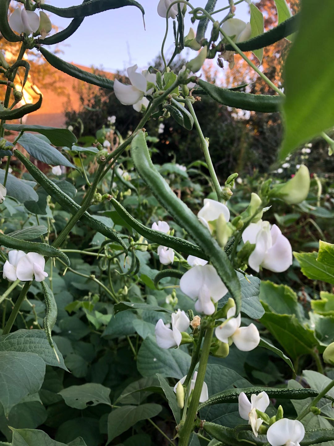 Indian Valor Beans - 10 Seeds - Etsy