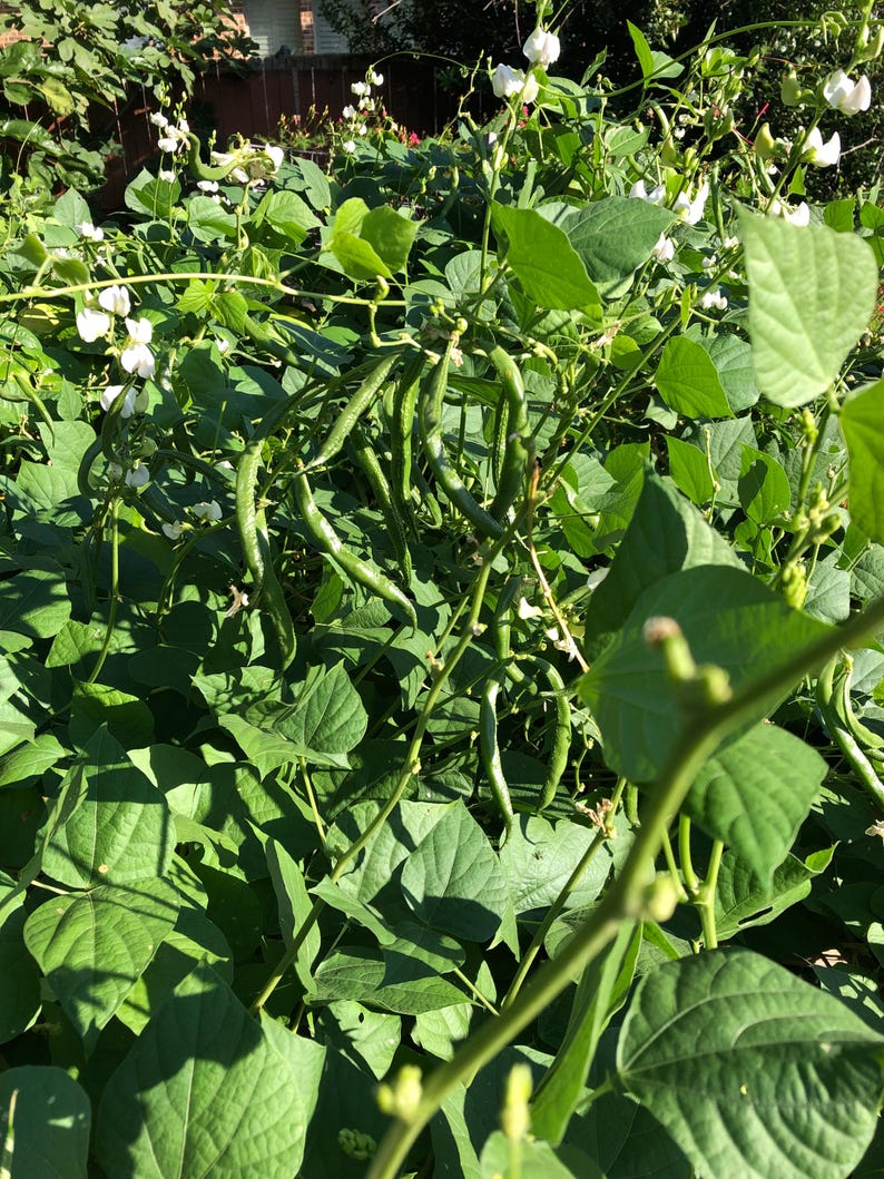 Indian Valor Beans - 10 Seeds - Etsy
