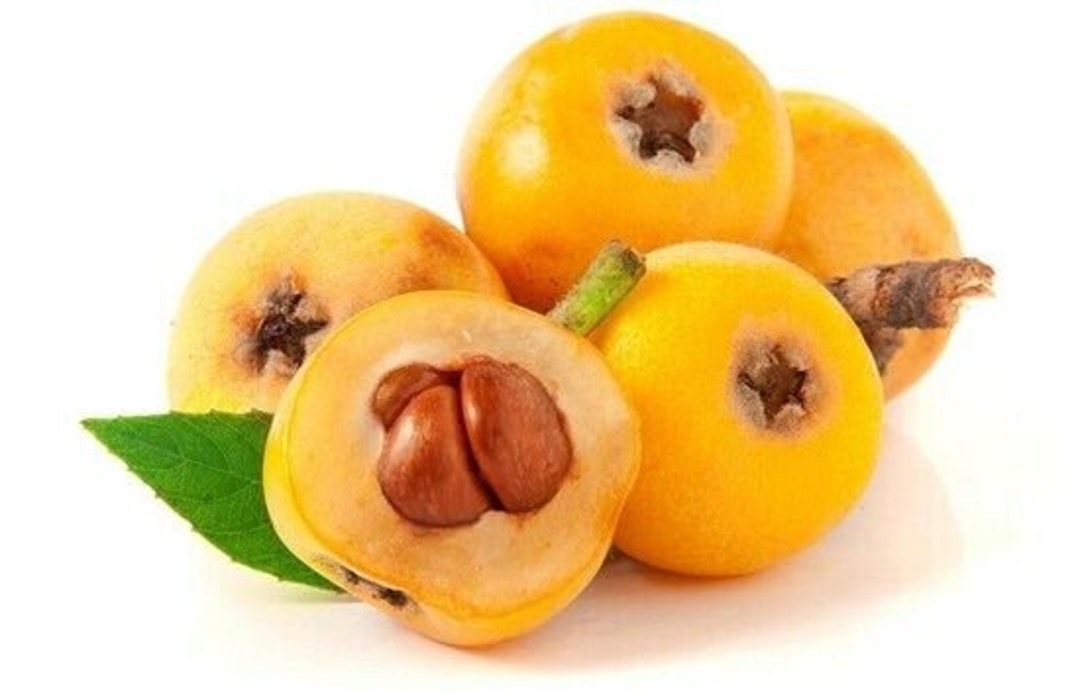Loquat Seeds, Japanese Plum, Seasonal Fruit. - Etsy