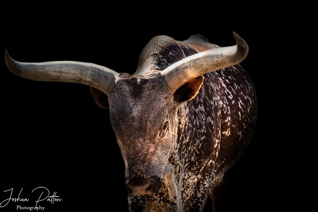 Texas Longhorn Photo, Nature, Animals, Longhorns, Fine Art Photo ...