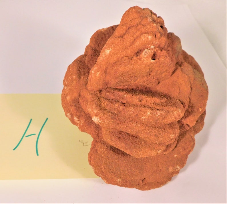 Oklahoma Barite Rose Each Nature Made and Unique - Etsy