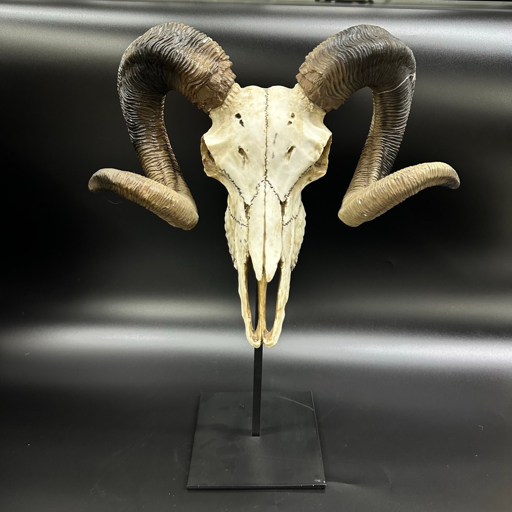 Bighorn Sheep Skull Statue I Horn Office I Bighorn Sheep Skull I ...