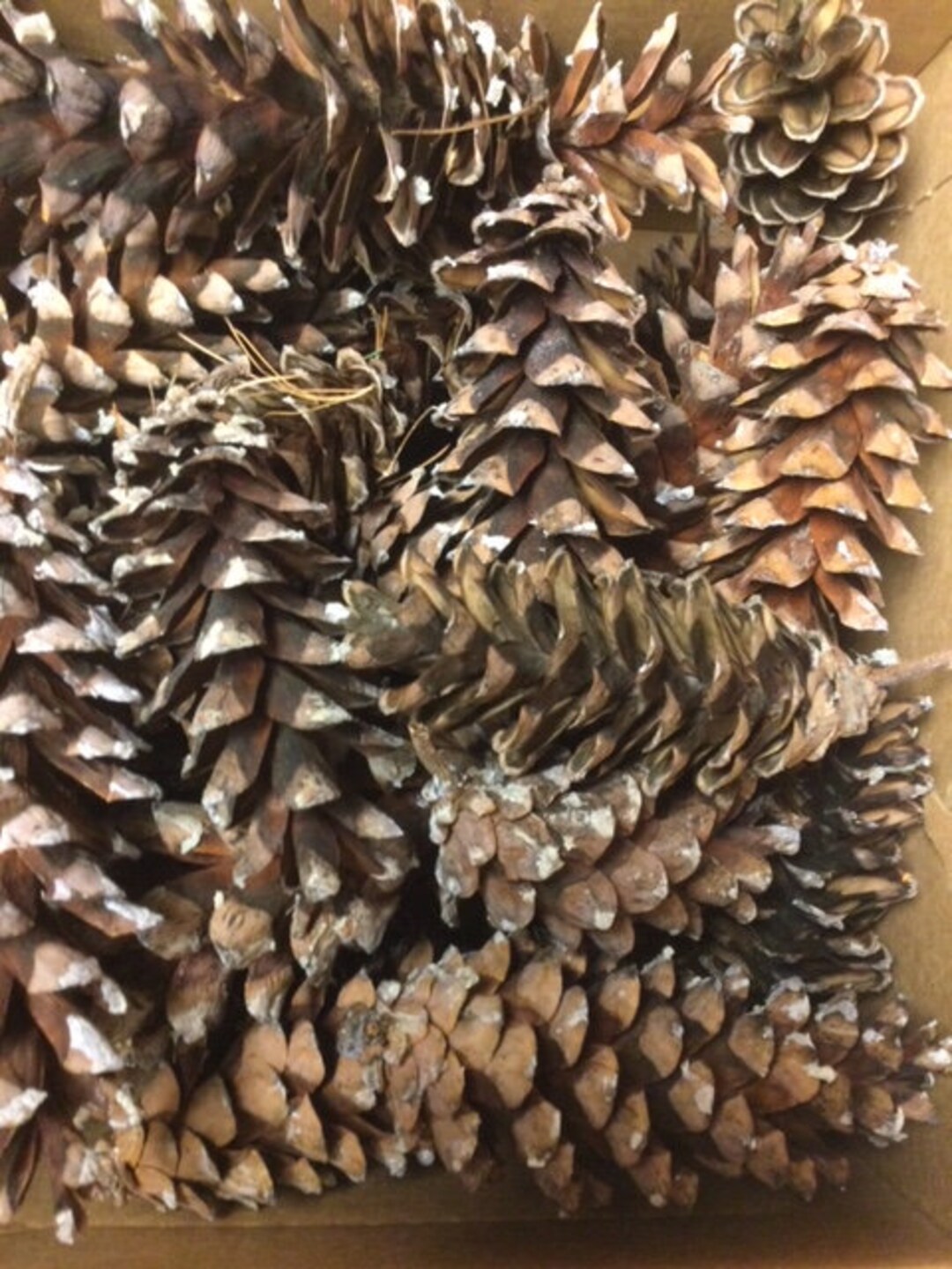Fresh Maine White Pine Cones 25 Free Shipping - Etsy