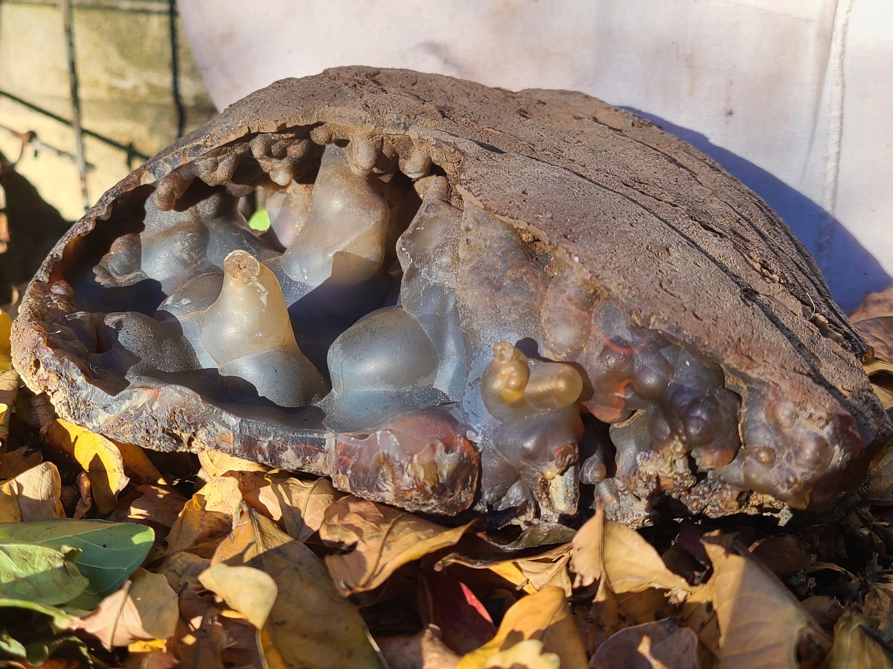Large Botryoidal Agate Specimen - Etsy