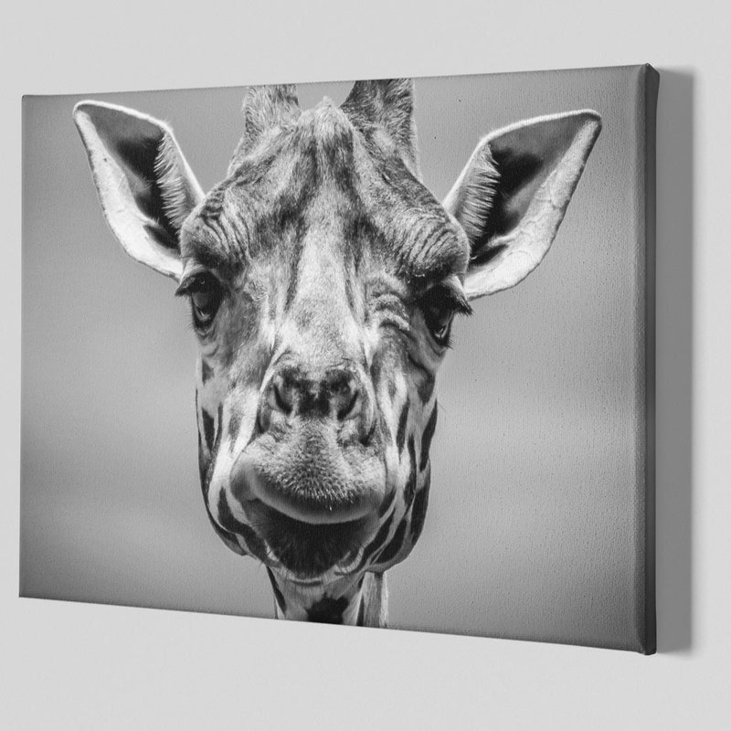 Giraffe Canvas Art - Etsy