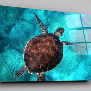 Big Sea Turtle Swimming Through the Ocean at Kaputas Beach High Gloss ...