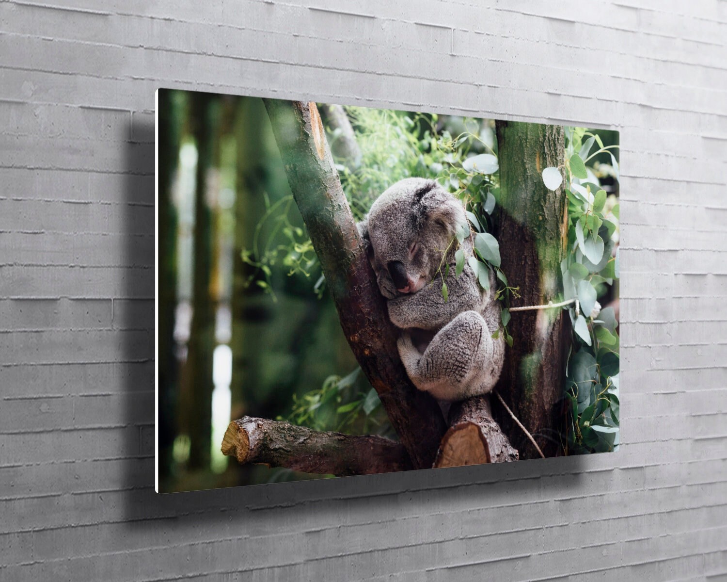 Koala Sleeping on A Tree Branch Aluminium Wall Art, Waterproof Metal ...