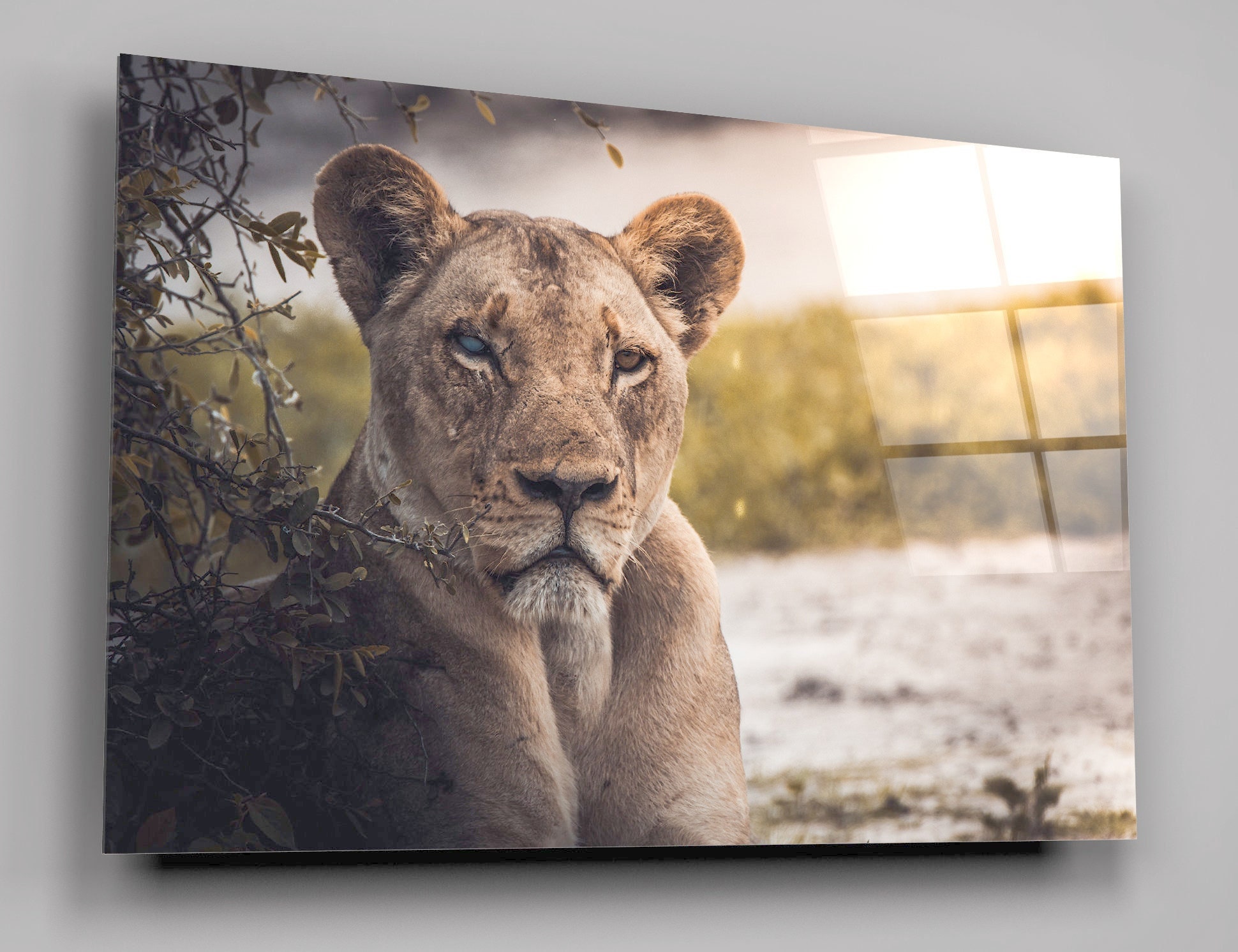 Female Lion High Gloss Acrylic Glass Wall Art Ready to Hang - Etsy