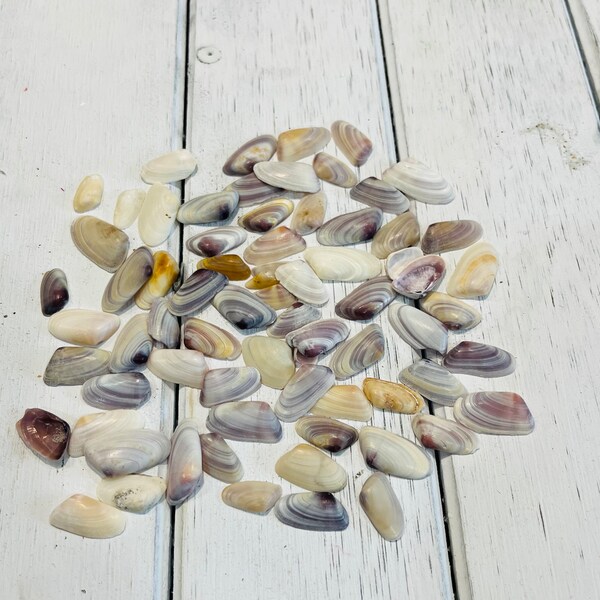 Bulk Seashells - Etsy